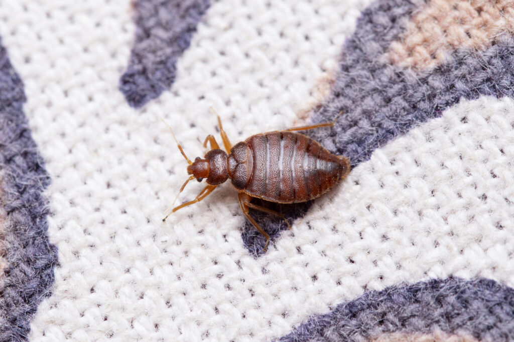 Bed Bug Control | 6 Brothers Pest Control