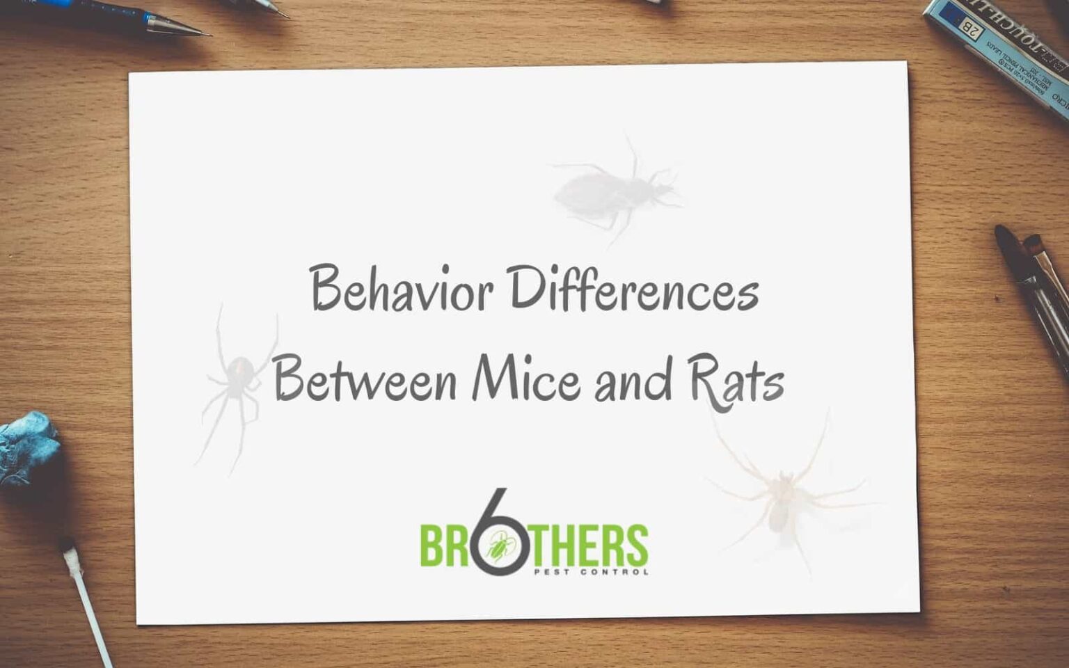 Behavior Differences Between Mice and Rats | 6 Brothers Pest Control