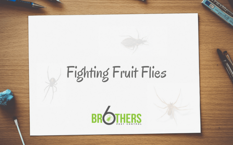 Fighting Fruit Flies | 6 Brothers Pest Control