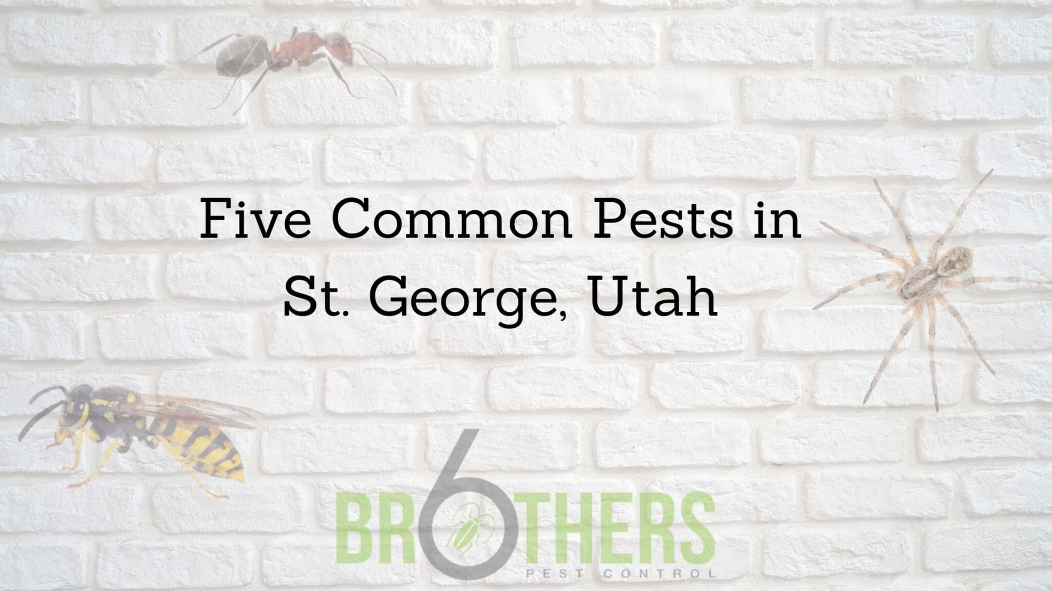 Five Common Pests in St. George, Utah | 6 Brothers Pest Control