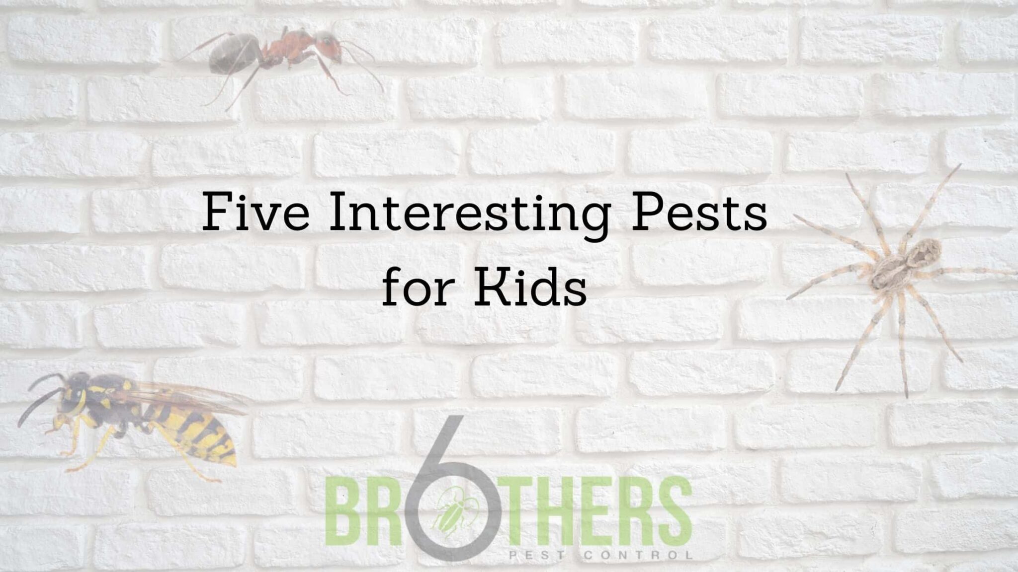 Five Interesting Pests for Kids | 6 Brothers Pest Control