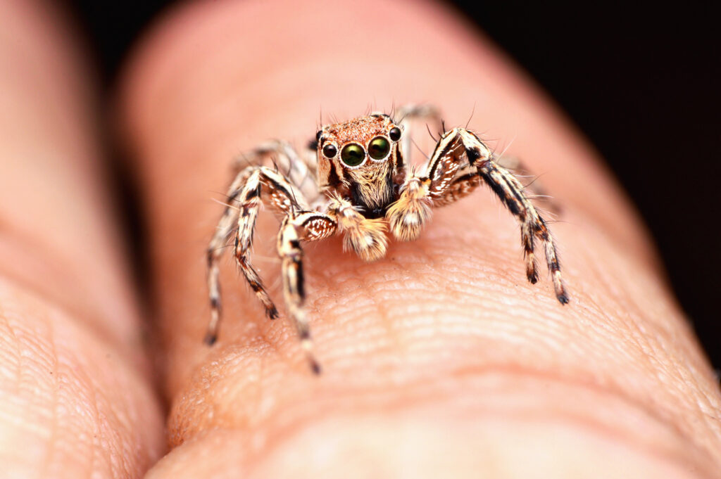 Spider Control | 6 Brothers Pest Control