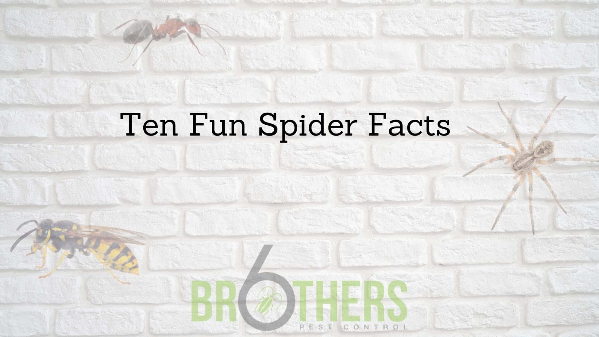 Ten Fun Spider Facts | 6 Brothers Pest Control