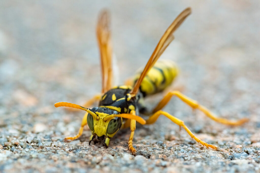 Wasp Control | 6 Brothers Pest Control