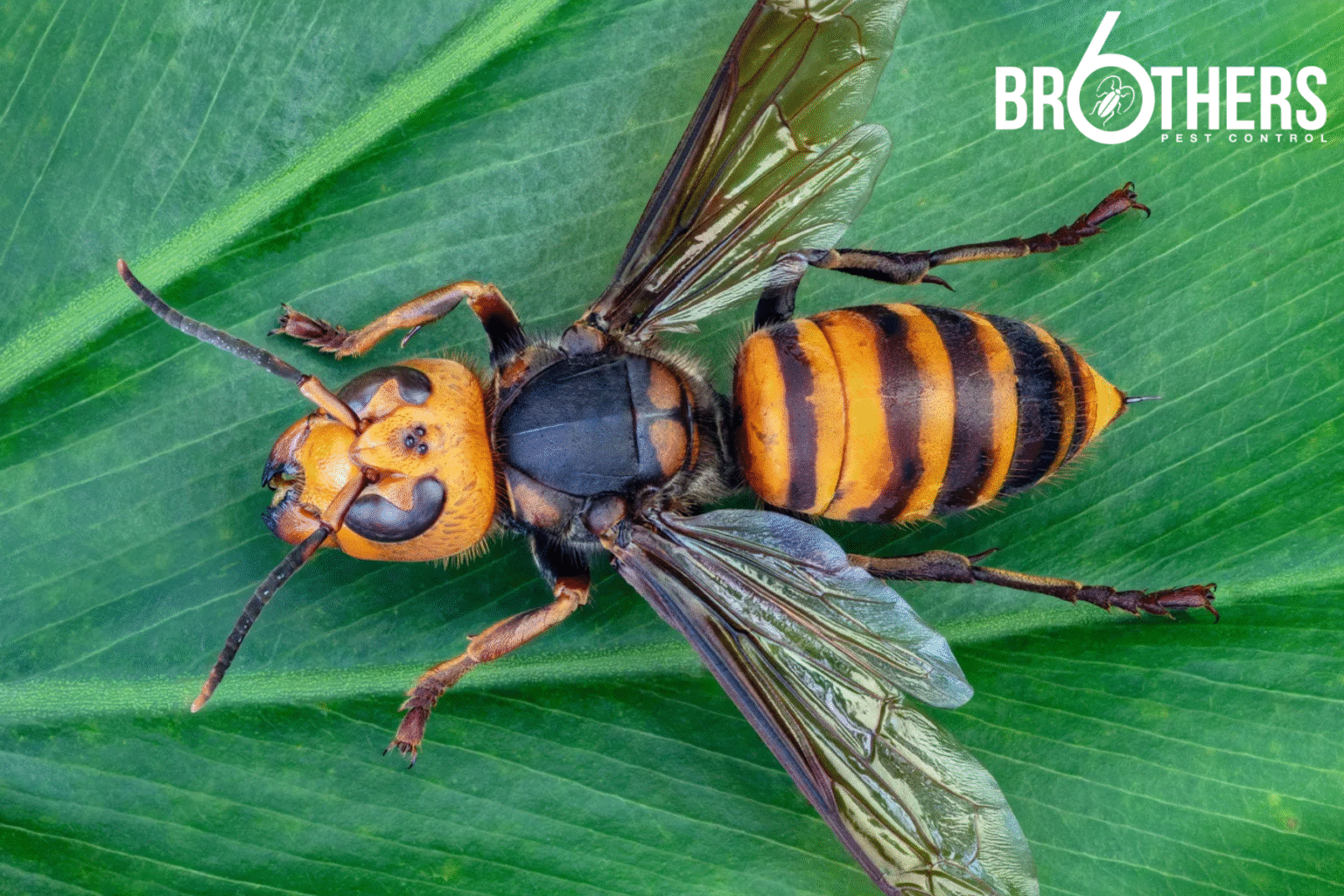 What is a Spricket? | 6 Brothers Pest Control