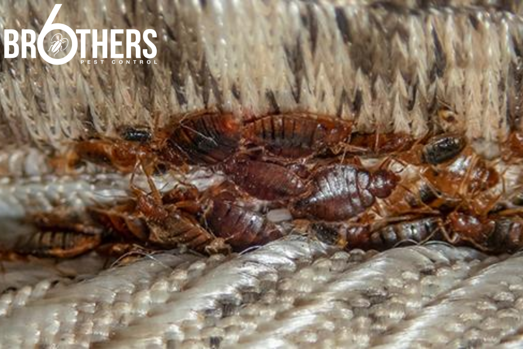 Why Six Brothers Pest Control’s Local Service is Best