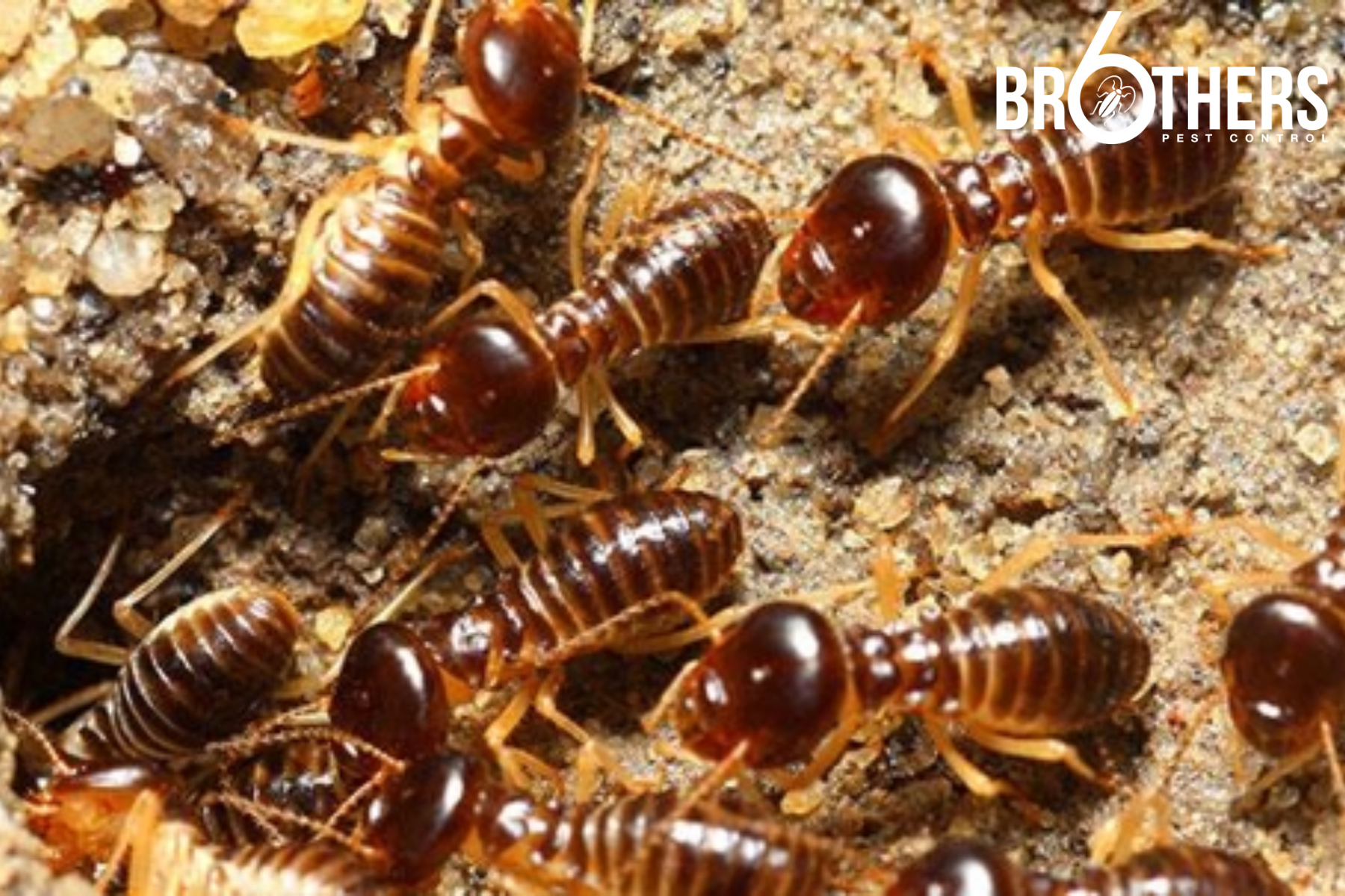 What Do Baby Termites Look Like? Identifying Termite Larvae