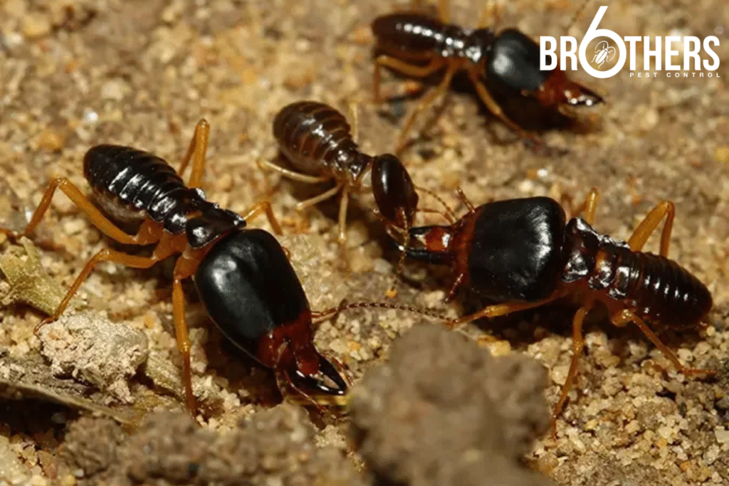 What Do Baby Termites Look Like? Identifying Termite Larvae
