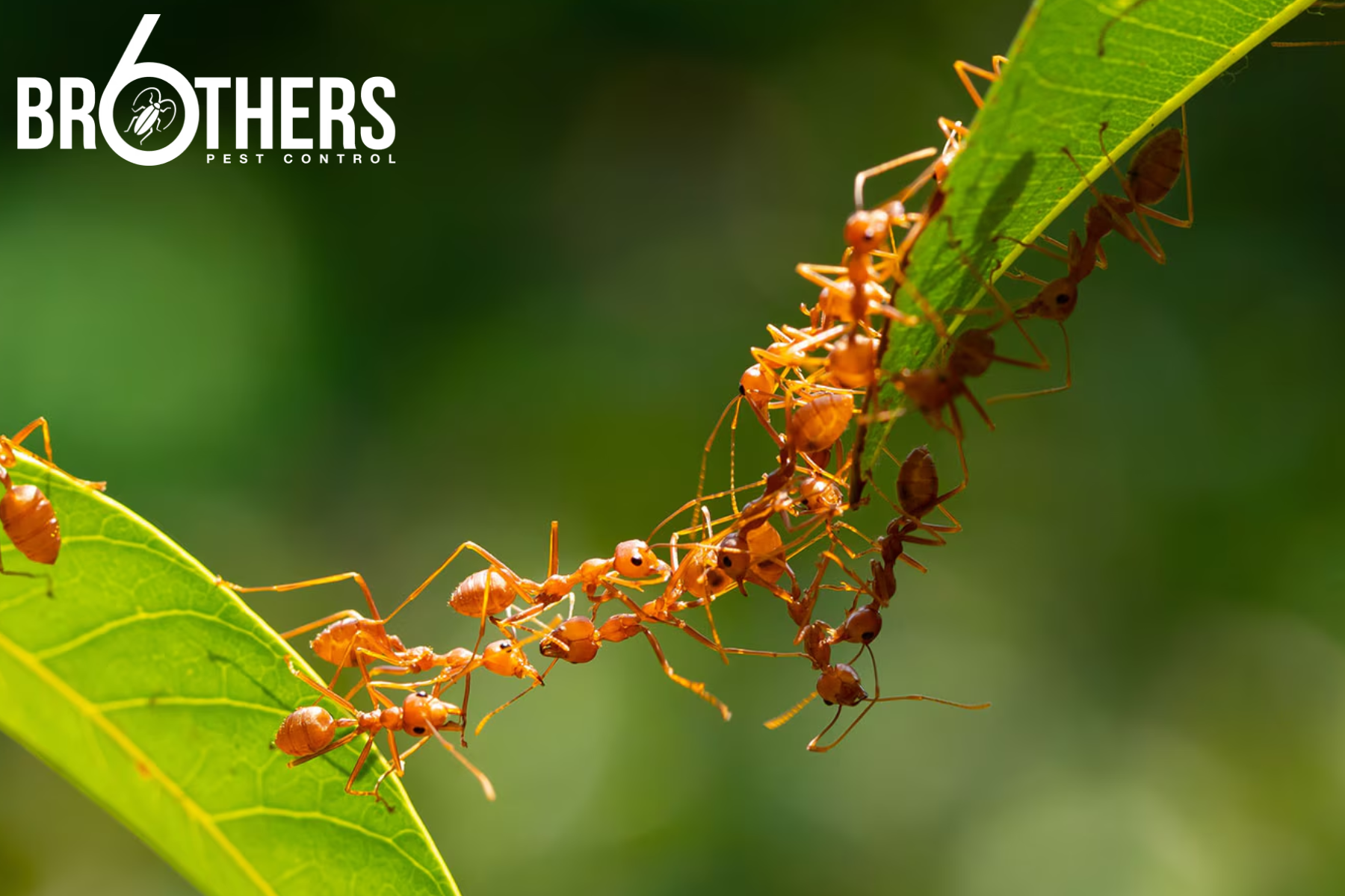 Natural Ant Remedies: Safe, Eco-Friendly Solutions