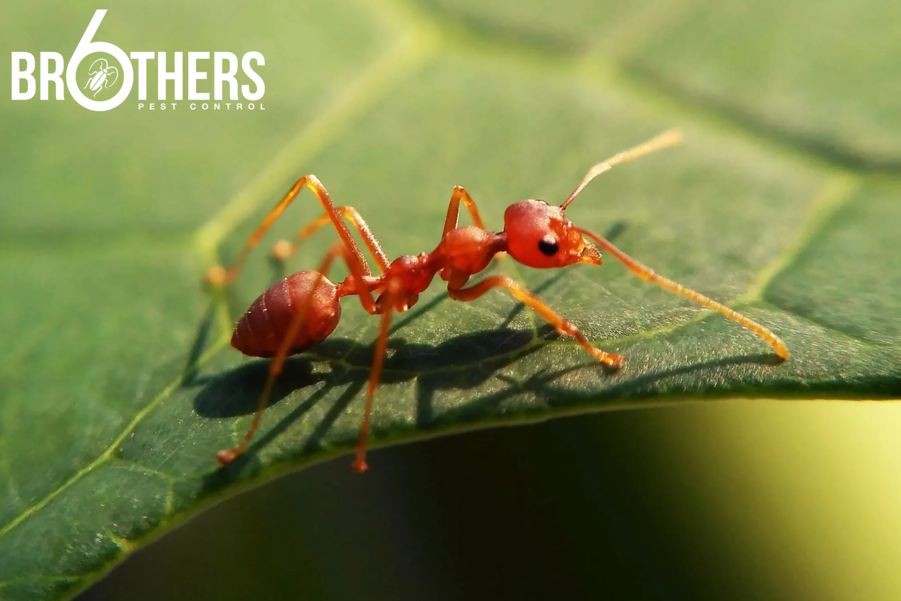 What Are Pharaoh Ants? What Every Homeowner Should Know