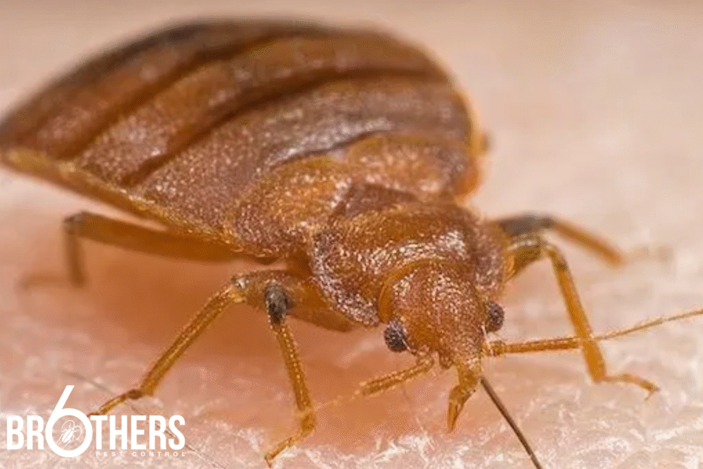 Do Bug Lights Work? What to Know Before You Buy