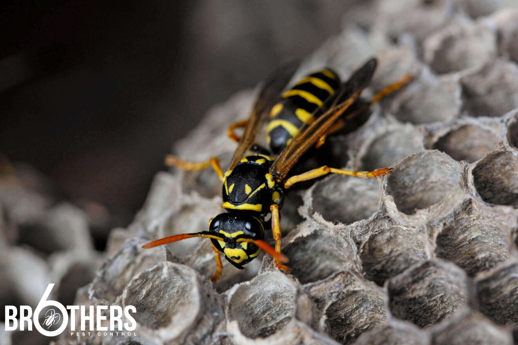 How to Keep Wasps Away Without Harming the Environment