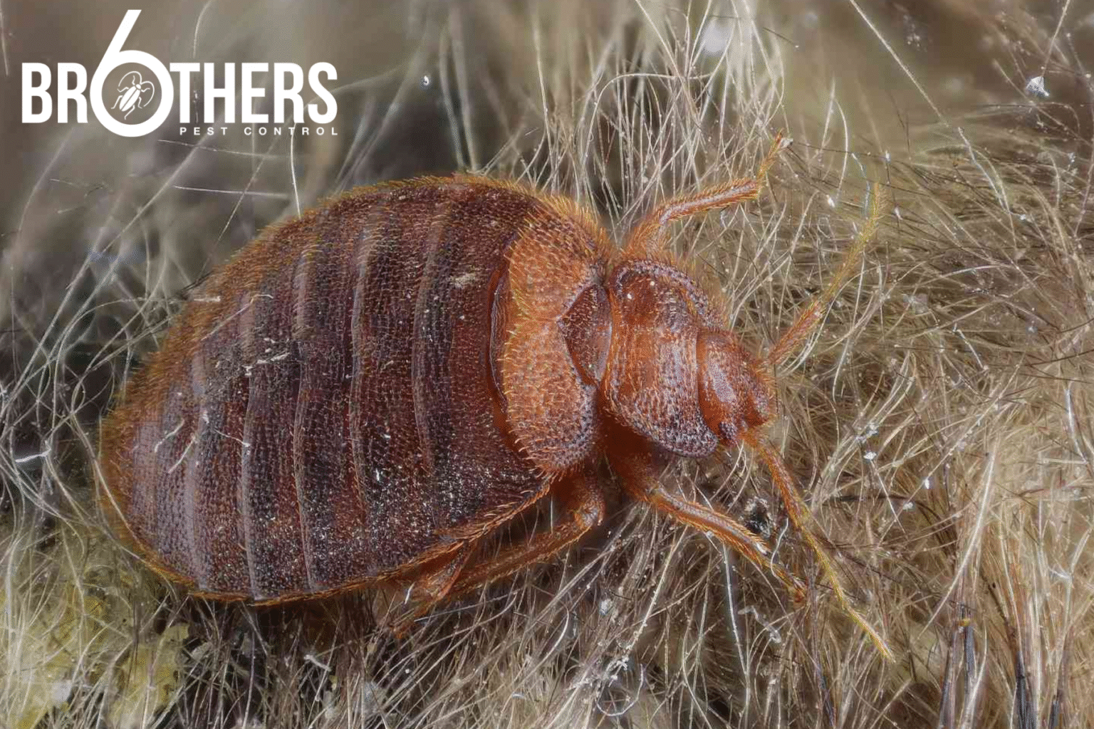 Do Bug Lights Work? What to Know Before You Buy