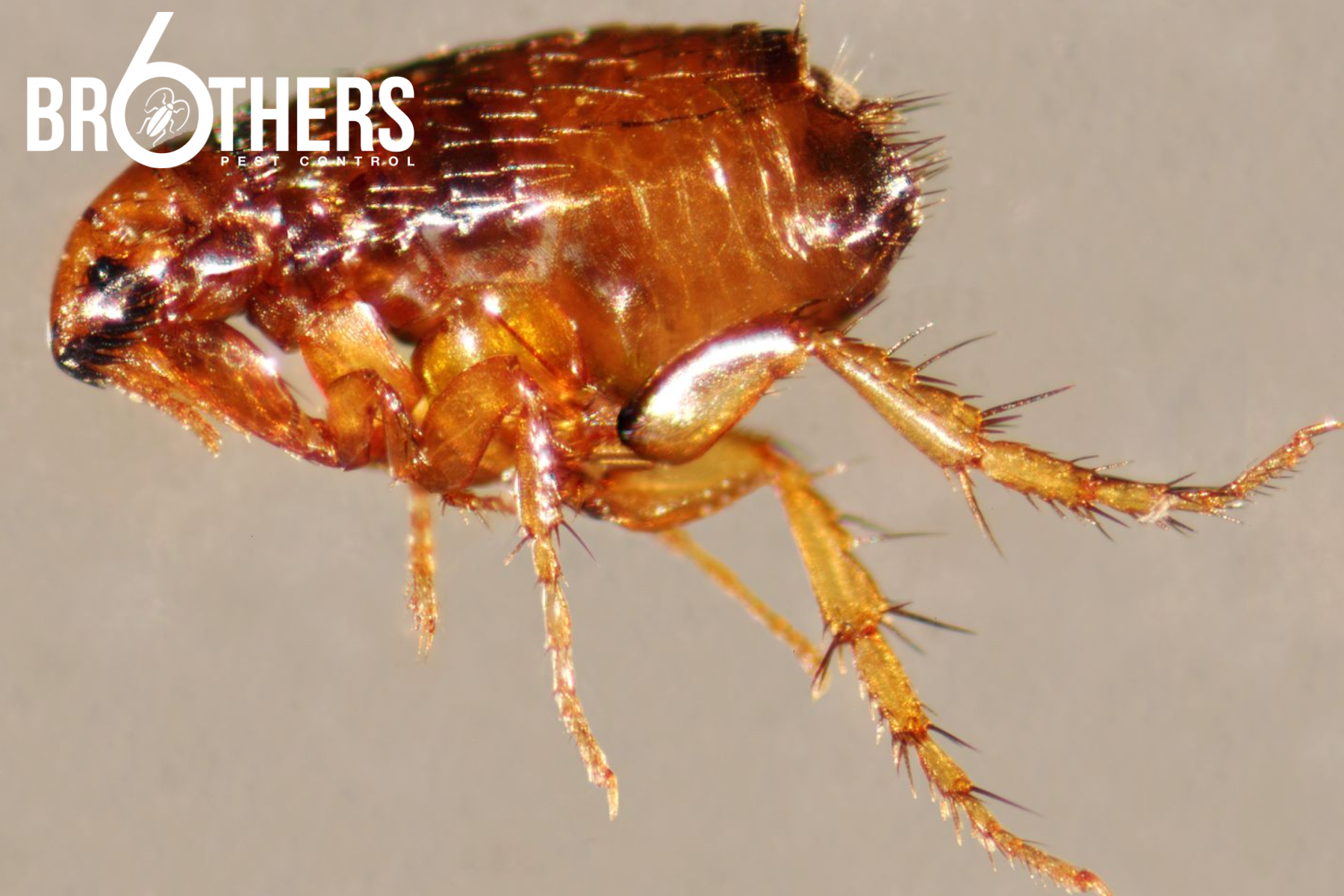 Top Signs of a Flea Infestation and How to Get Rid of Them
