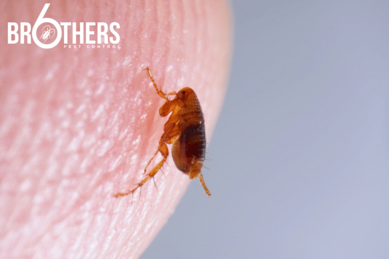 How Long Fleas Live Without a Host & Warning Signs