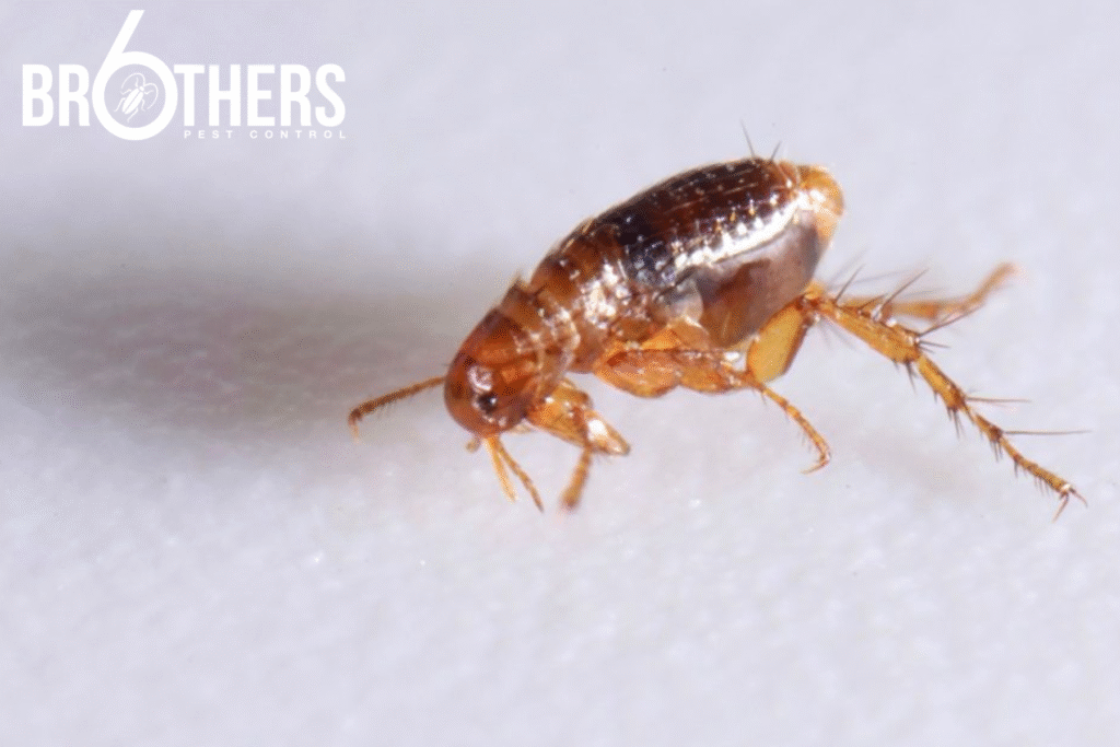 Top Signs of a Flea Infestation and How to Get Rid of Them