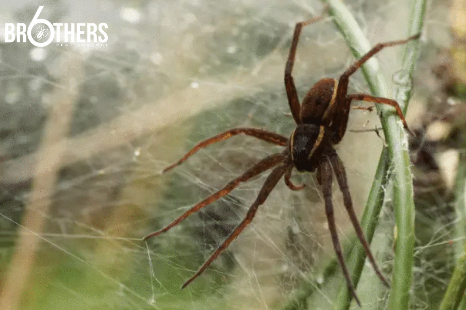 From Hatchling to Hunter: How Long Do Spiders Really Live?