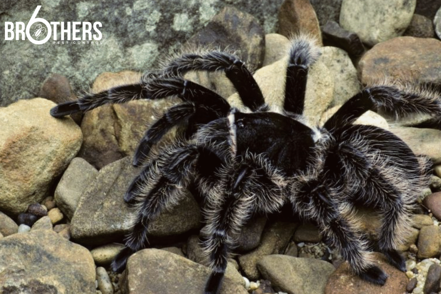 Should You Worry About Jumping Spider Bites?