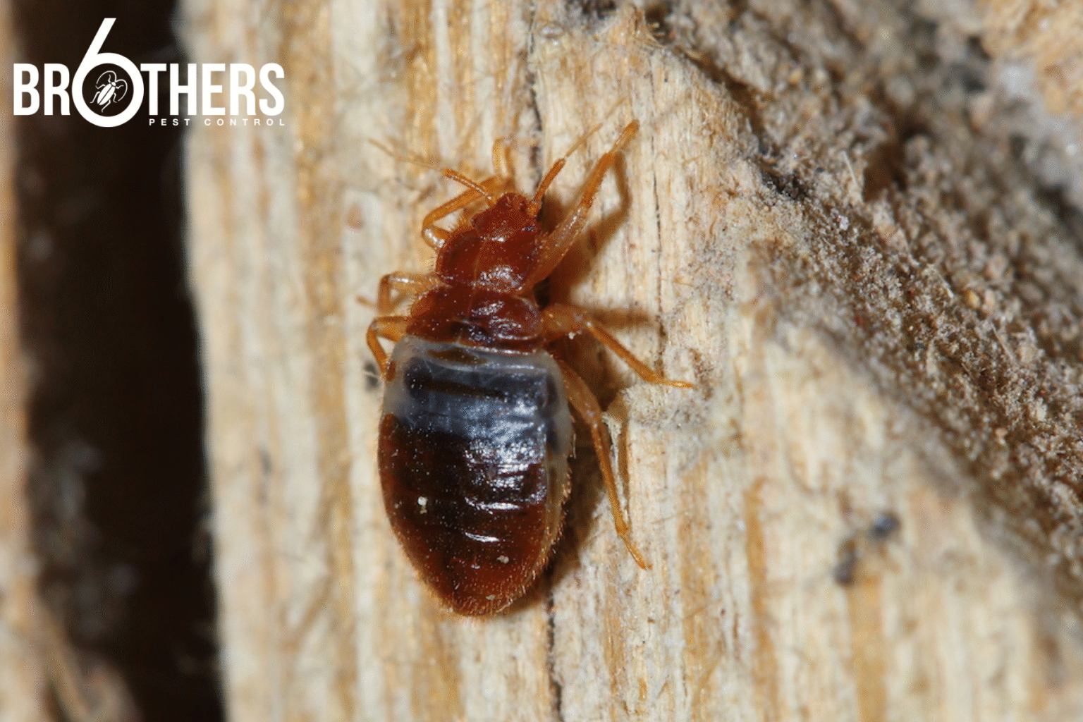 Do Bug Lights Work? What to Know Before You Buy