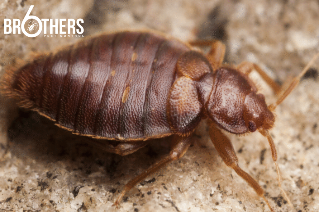 Do Bug Lights Work? What to Know Before You Buy