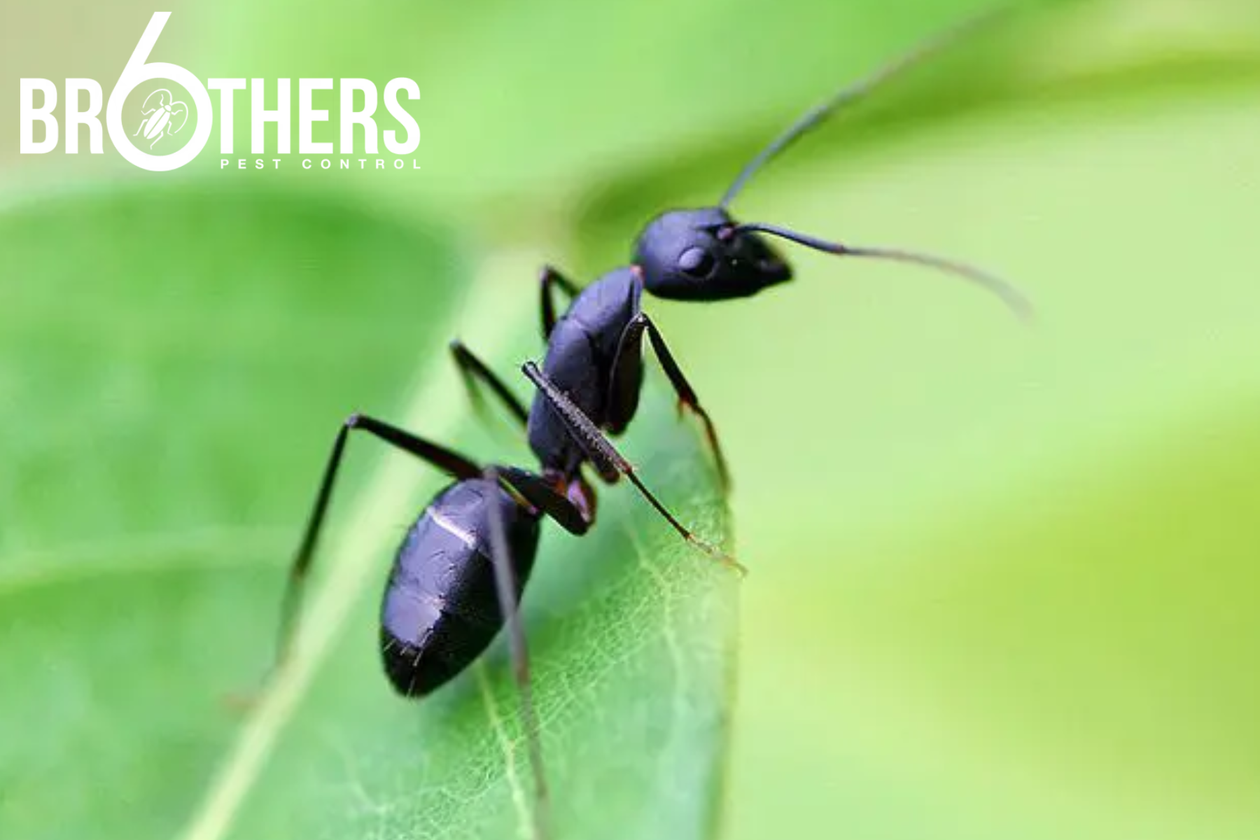 What Are Pharaoh Ants? What Every Homeowner Should Know
