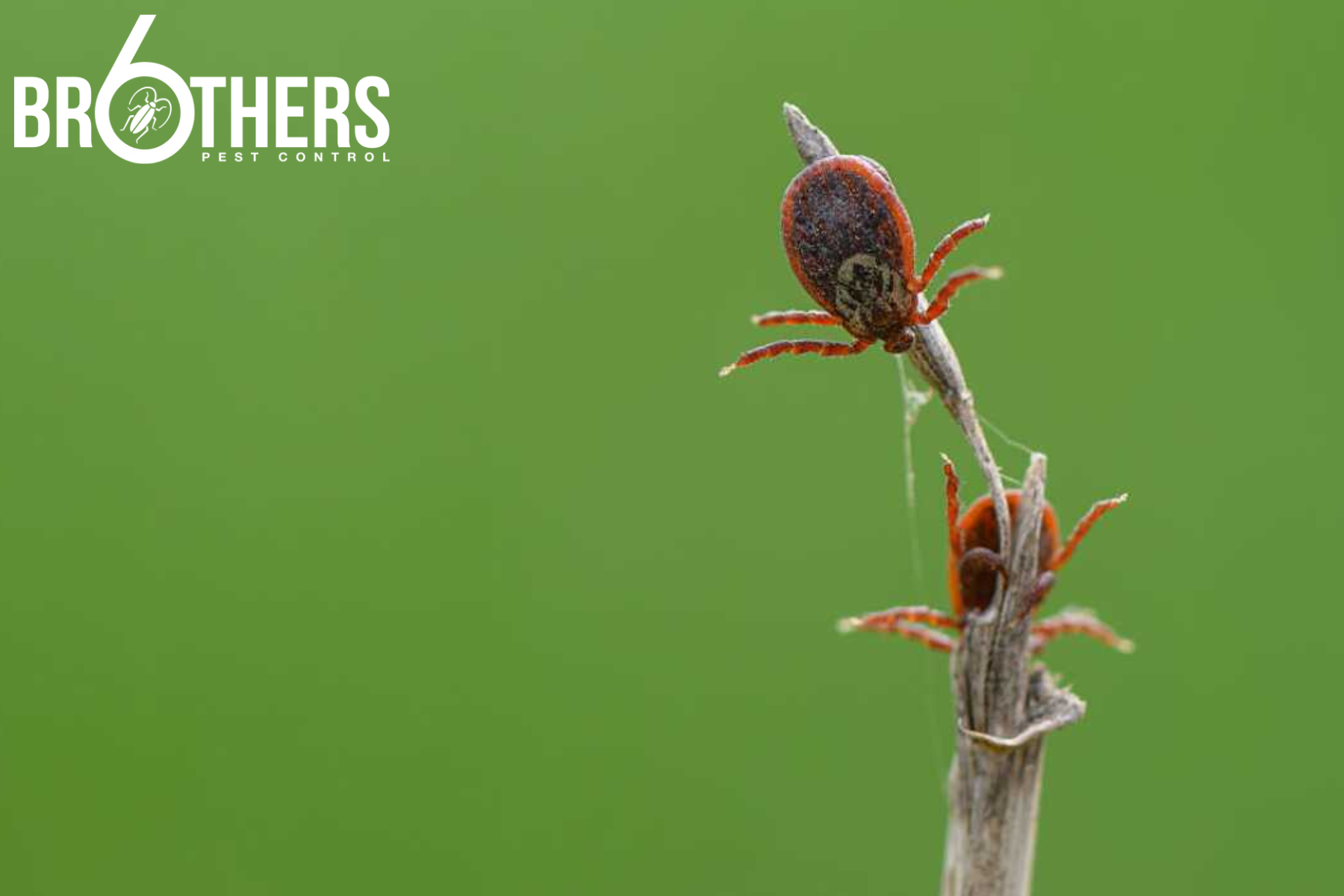 Look-Alike Bug List: Insects That Resemble Ticks Explained