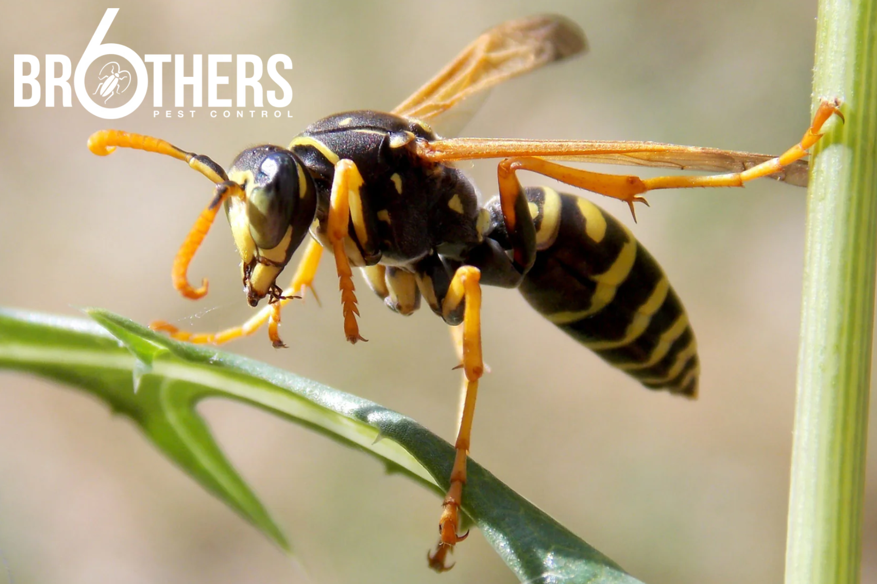 What Wasps Eat: Foods That Attract Them Most