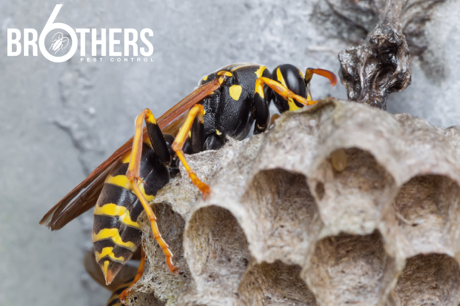 What Wasps Eat: Foods That Attract Them Most