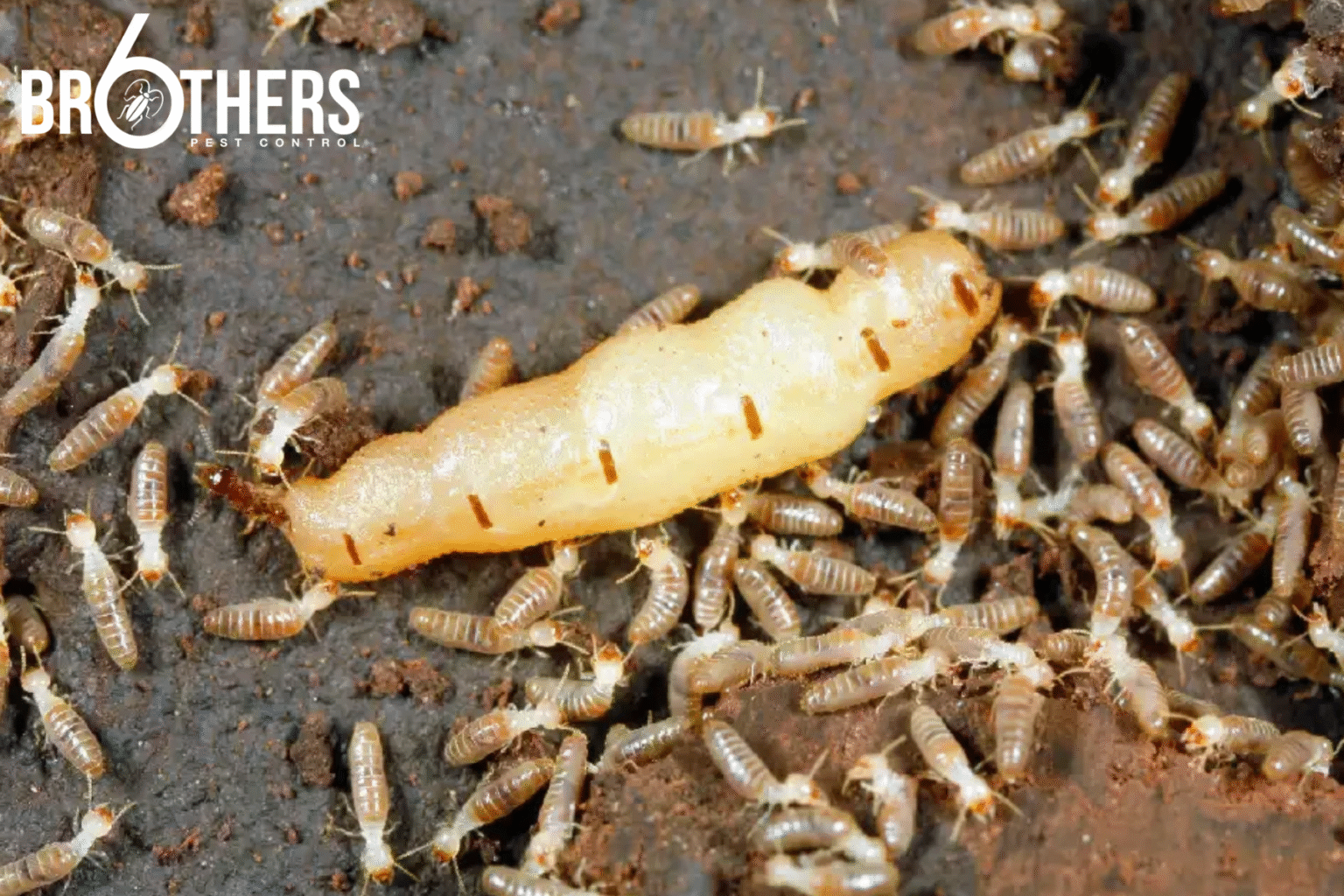 What Do Baby Termites Look Like? Identifying Termite Larvae