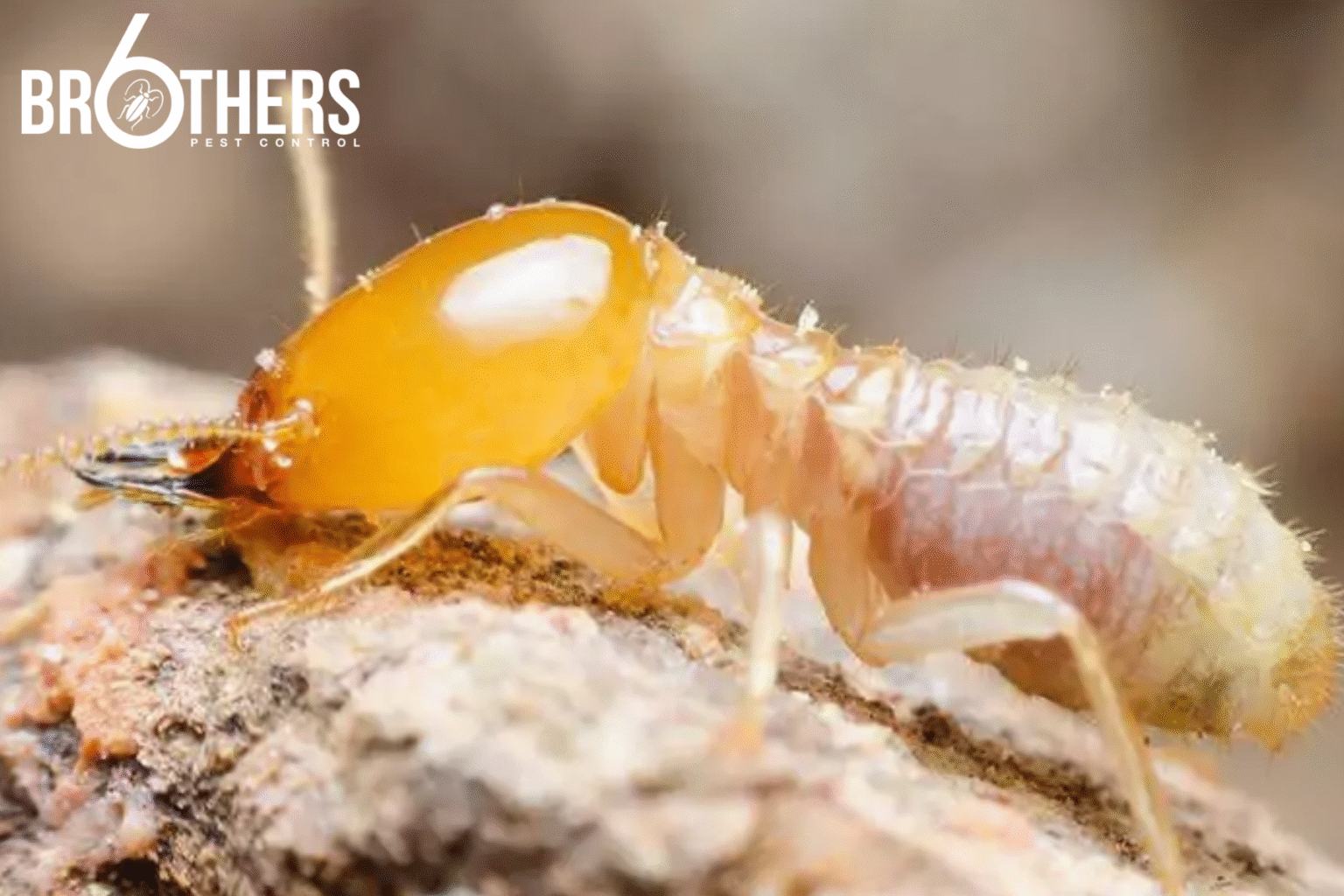 What Do Baby Termites Look Like? Identifying Termite Larvae