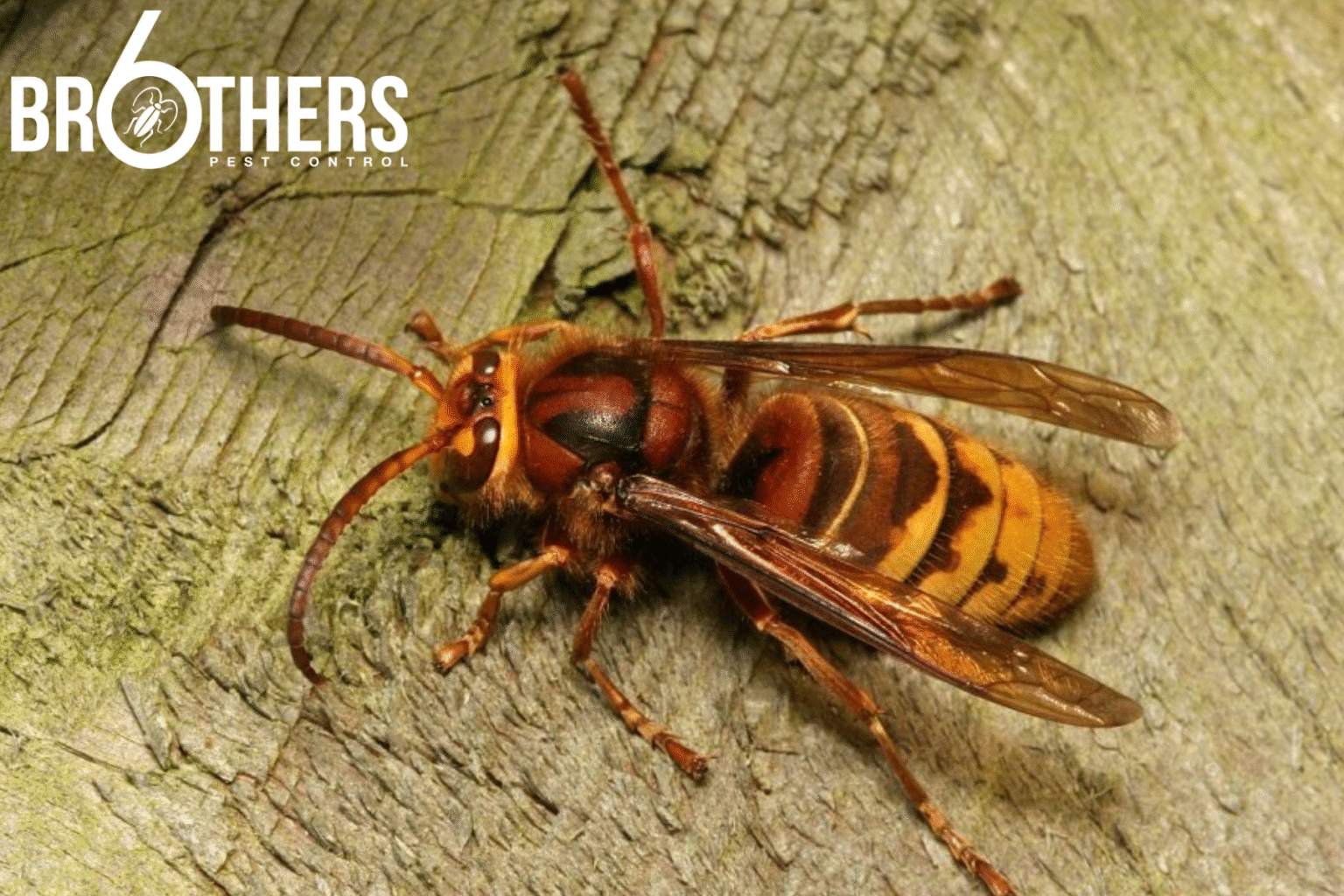 What Wasps Eat: Foods That Attract Them Most